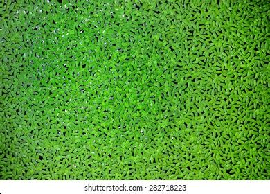 Intercourse Sex On White Background Sex库存照片1260845488 Shutterstock