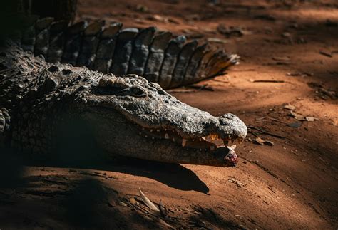 Laptop Wallpaper Reptile Aligator Snapping Turtle Photos Download The