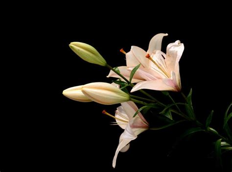 百合花颜 — 给面小站