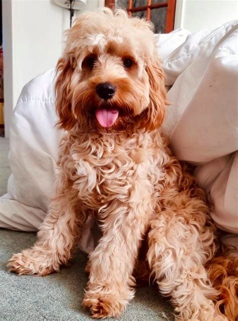 Labradoodle Size Guide Mini Medium And Standard Puptraveller
