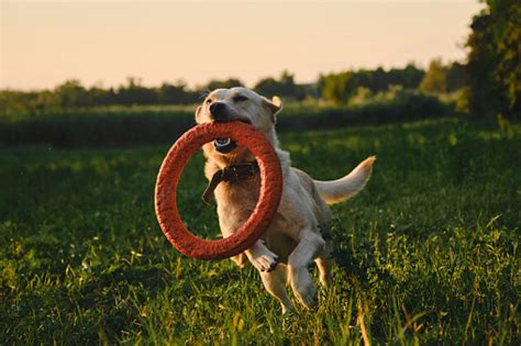 해질녘 여름에 공원에서 개와 함께 활발한 산책을 즐겨보세요 새끼 사슴 래브라도는 이빨에 둥근 주황색 장난감을 들고 공터에서 푸른
