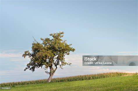 빨간 사과와 녹색 잎을 가진 사과 나무가 초원에 서 있습니다 배경에는 흰 구름이 있는 푸른 하늘이 있습니다 텍스트를 위한 공간이
