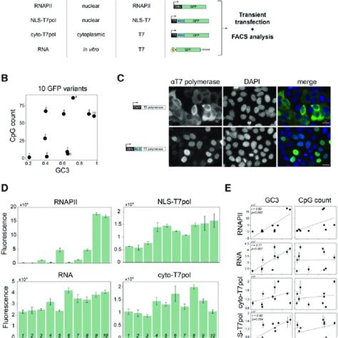 Effects Of Codon Usage On Gene Expression Depend On Transcription Download Scientific Diagram