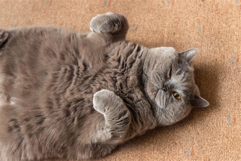 Pettalk Pettalk
