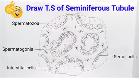Seminiferous Tubules Histology