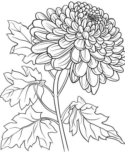 Chrysanthemum Coloring Pages