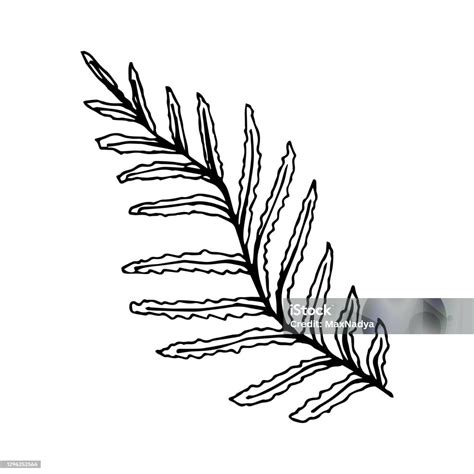 검은 윤곽선에 손으로 그린 간단한 벡터 그림 가지 고사리 조류 산림 식물 잔디 자연의 요소 식물 잎 0명에 대한 스톡 벡터 아트