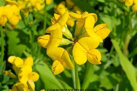 Birdsfoot Trefoil Lotus Corniculatus Identification And Use