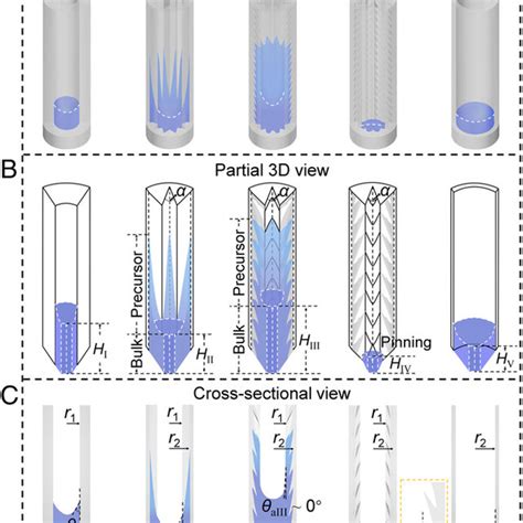 Capillary Rise Dynamics And Quantification A Optical Image Of Water