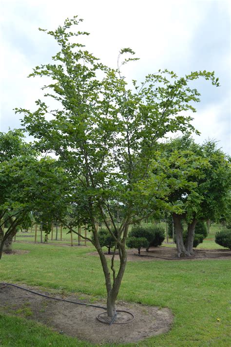 Multi Stem Trees Gallery Valley Plants