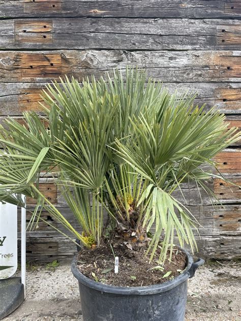 Mediterranean Fan Palm Free Delivery The Norfolk Olive Tree Company