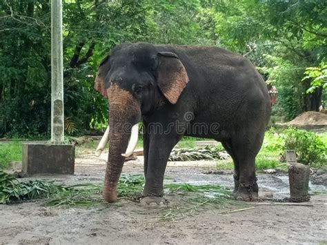 Indian Elephant At Elephant Camp Sanctuary Aana Kootaelephant