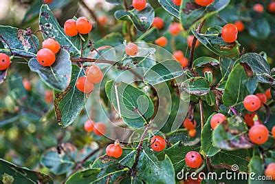 Orange Wild Berries In Ontario Canada Stock Photo Image 59782479