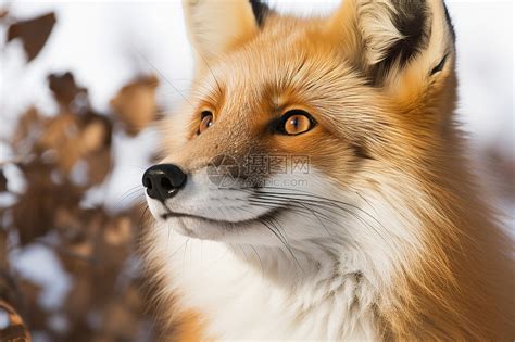 白色狐狸在雪地中高清图片下载 正版图片600820167 摄图网