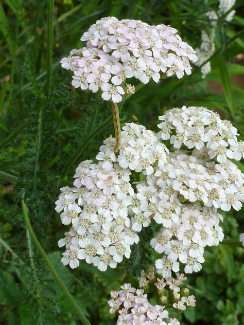 Yarrow Wiese Lebensraum