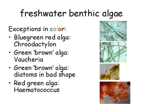 How To Know The Freshwater Benthic Algae Maria