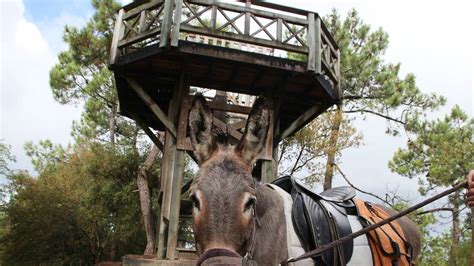 La Barre De Monts Un âne Dans Le Bourg Cest Olympe
