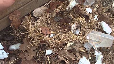 Pack Rats Rats Nest Insulation Youtube