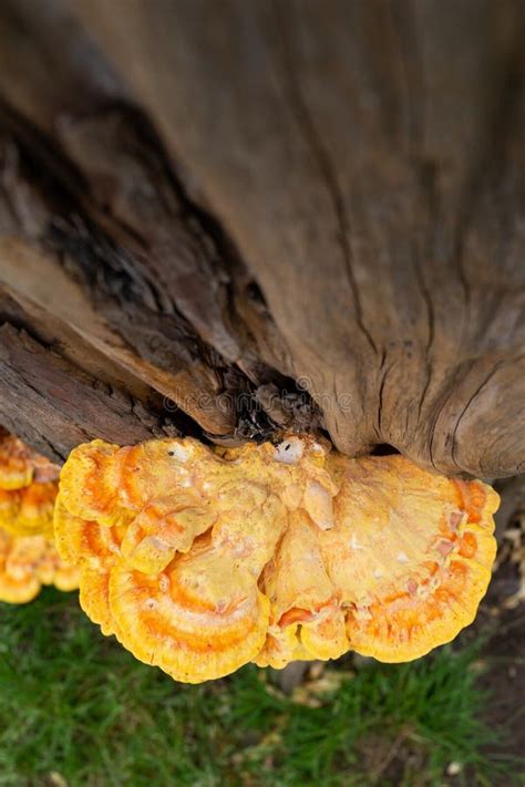 Fungus On Tree Stump Stock Photo Image Of Growth Fungi 163604210
