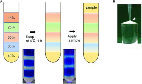 Glycerol Gradient Centrifugation A 800 Ml Of The Highest Glycerol Glycerol Gradient Centrifugation A 800 Ml Of The Highest Glycerol