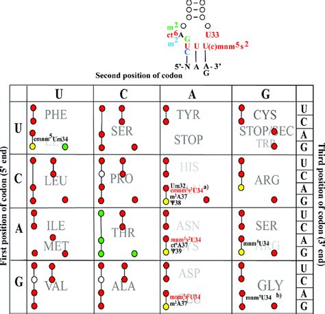 Codon Table And The Anticodon Loop Of Trnas Specific For Gln Lys And Download Scientific