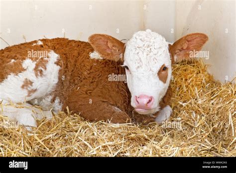 Young calf in straw Stock Photo - Alamy