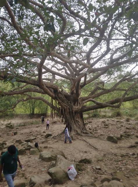 Mohammad Shahidullah