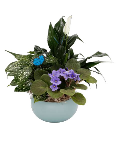Violet Delight 3086 Royers Flowers And Ts Flowers Plants
