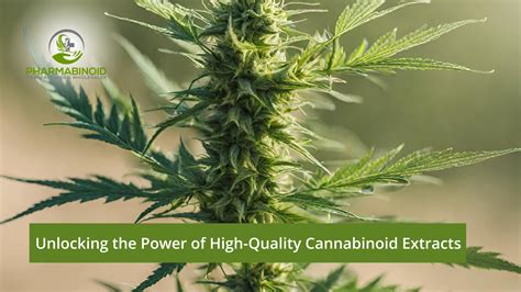 Unveiling Natures Potent Elixirs High Quality Cannabinoid Extracts