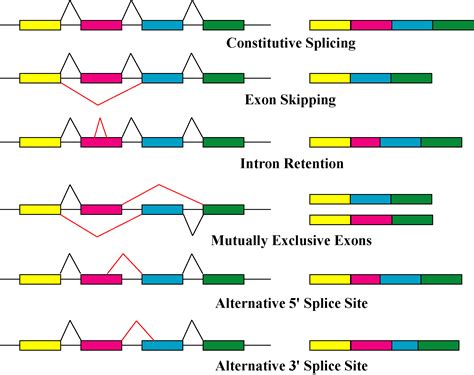 Discoveries Of Split Genes