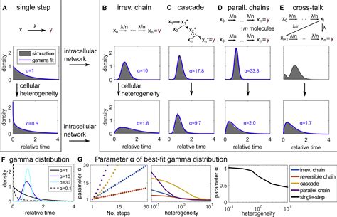 Modeling Cell To Cell Communication Networks Using Response Time Distributions Cell Systems