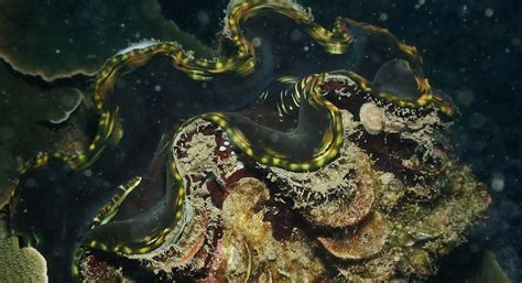 Software Engineer Lead Software Engineer Full Stack Tmsi