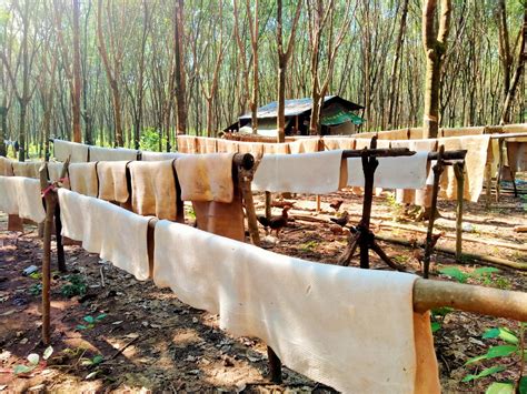 ပိုင်ကျုံမြို့ရှိ ရော်ဘာစိုက်တောင်သူများ မိုးရာသီကုန်ဆုံးချိန်၌ ရော်ဘာစေးခြစ်ခြင်းလုပ်ငန်းများ