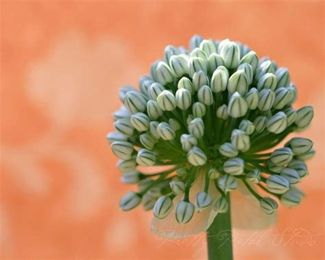 Intro To Macro Photography How To Get Incredible Close Up Shots This Summer Mcp™ Photoshop