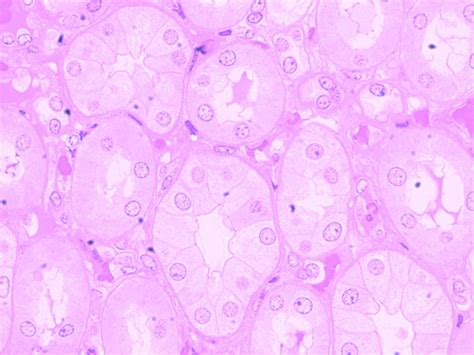 Cell Membrane Wallpapers Wallpaper Cave