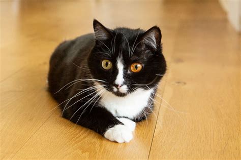 Tuxedo Cat Breed Characteristics At Sherry Hubbard Blog