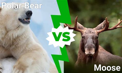 Polar Bear Vs Moose Which Cold Weather Behemoth Would Win In A Fight