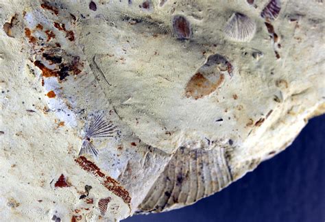 End October Platteville Hunt Fossil Hunting Trips The Fossil Forum