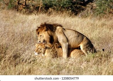 299 Lion Copulating Images Stock Photos Vectors Shutterstock