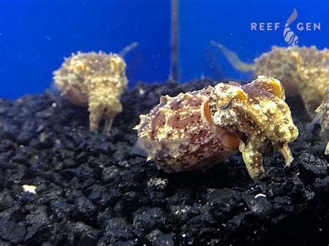 Dwarf Cuttlefish Size