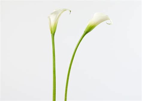 단아함의 상징 벤츄라 카라 한단 4~5대