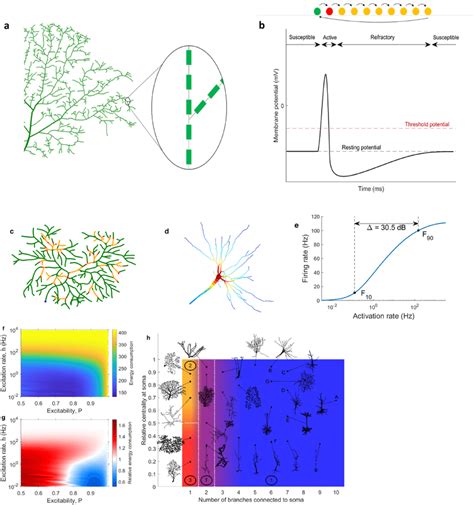 Dynamical Description Of The Neuronal Model A We Use Detailed