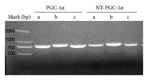 Expression And Identification Of Nt Pgc 1α A Nt Pgc 1α B And
