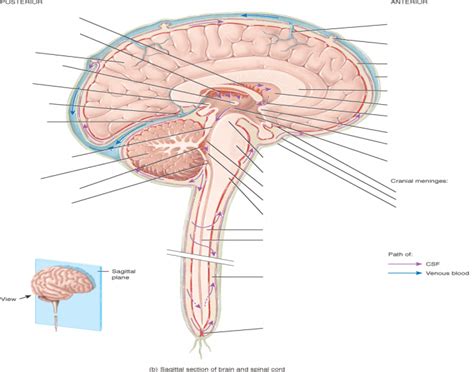 Choroid Plexuses Quiz