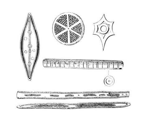 Marine Phytoplankton Drawing