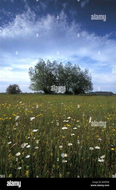 Species Rich Grassland And Meadow With Pollarded Willows Chimney