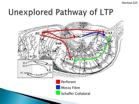 Ppt Distinct Components Of Spatial Learning Revealed By Prior Training And Nmda Receptor