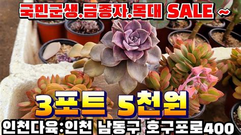 인천다육 💕국민다육 Sale~ 금종자 군생 목대 💥3포트 5천원에 할인판매합니다 🏡인천 남동구 호구포로400 ☎️ 010
