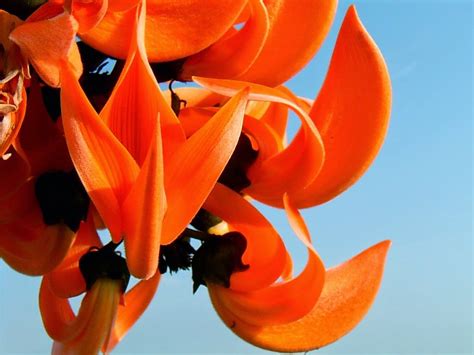 ‪ ‎ดอกไม้ประจำจังหวัดอุดรธานีและจังหวัดเชียงใหม่‬ Explore