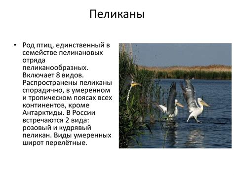 Природа Астраханской области презентация онлайн